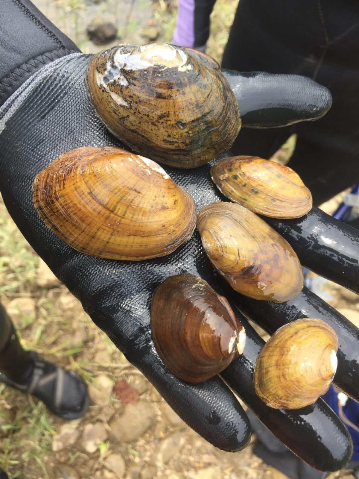 Virginia – Dinkins Biological