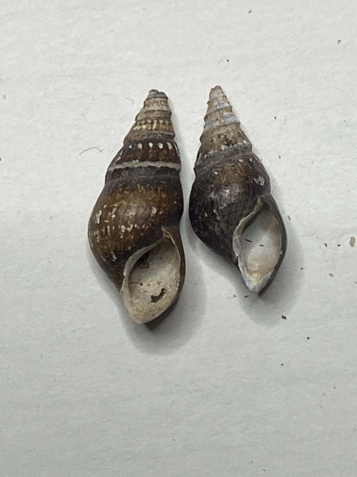 Alabama – Dinkins Biological